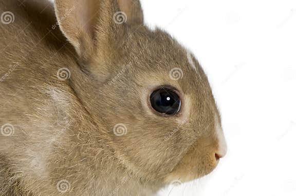 Rabbit stock image. Image of childhood, friendly, adorable - 2330697