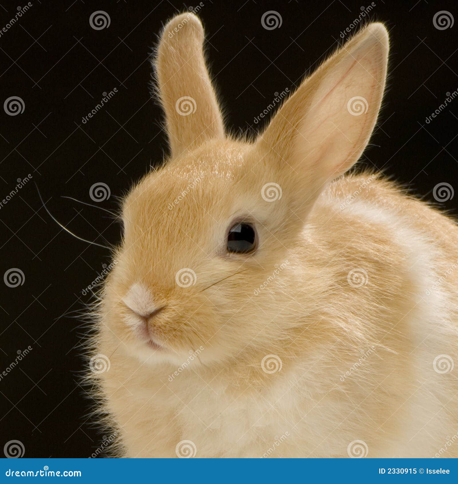 Rabbit stock image. Image of face, portrait, rabbit, animal - 2330915