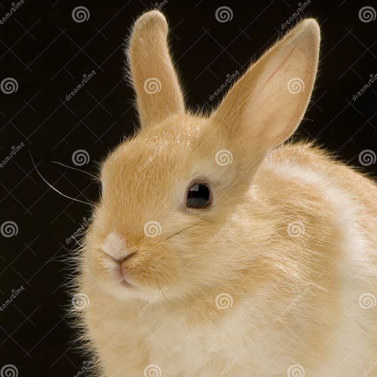 Rabbit stock image. Image of face, portrait, rabbit, animal - 2330915