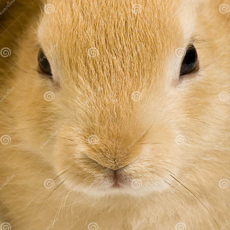 Rabbit stock photo. Image of eyes, pretty, bunny, rabbit - 2330964