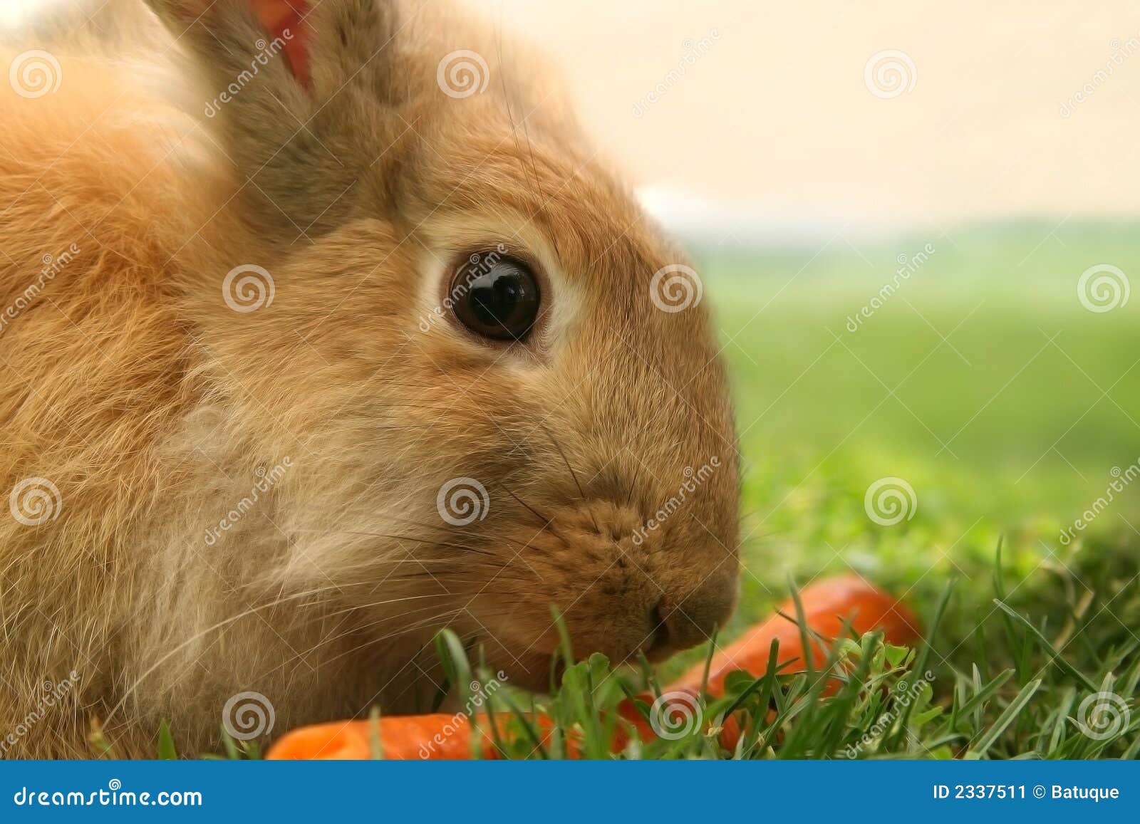 Rabbit stock image. Image of animals, rodents, easter - 2337511