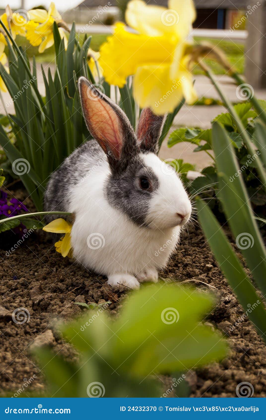 Rabbit stock photo. Image of springtime, nature, buck - 24232370