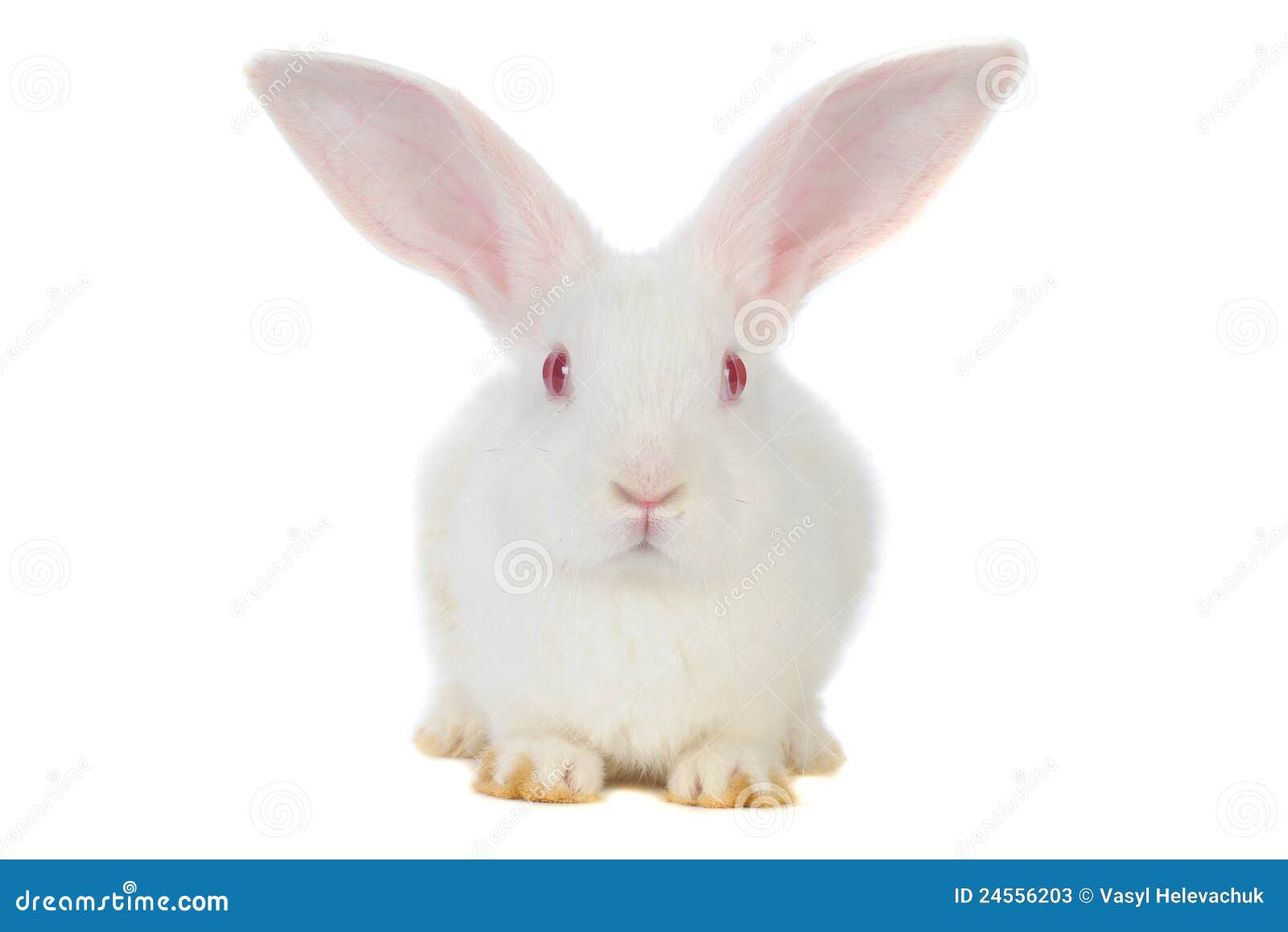 Rabbit stock image. Image of bunny, cute, softness, looking - 24556203