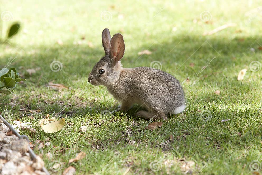 Rabbit stock image. Image of ears, green, grass, single - 24808685