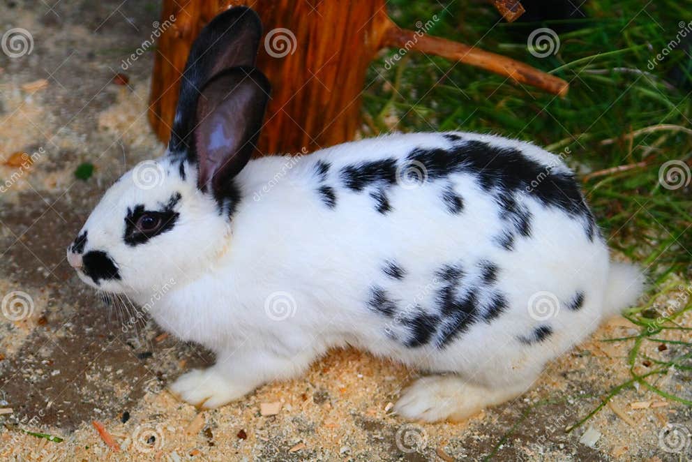 Rabbit stock image. Image of life, rodent, bunny, home - 2554465