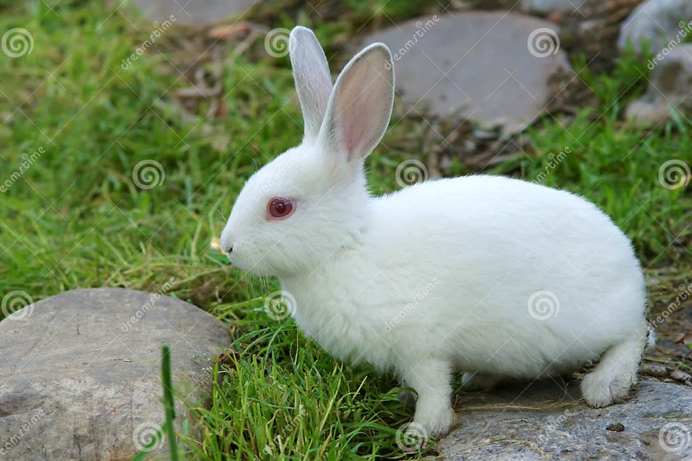 Rabbit stock image. Image of animals, whiskers, closeup - 25665615