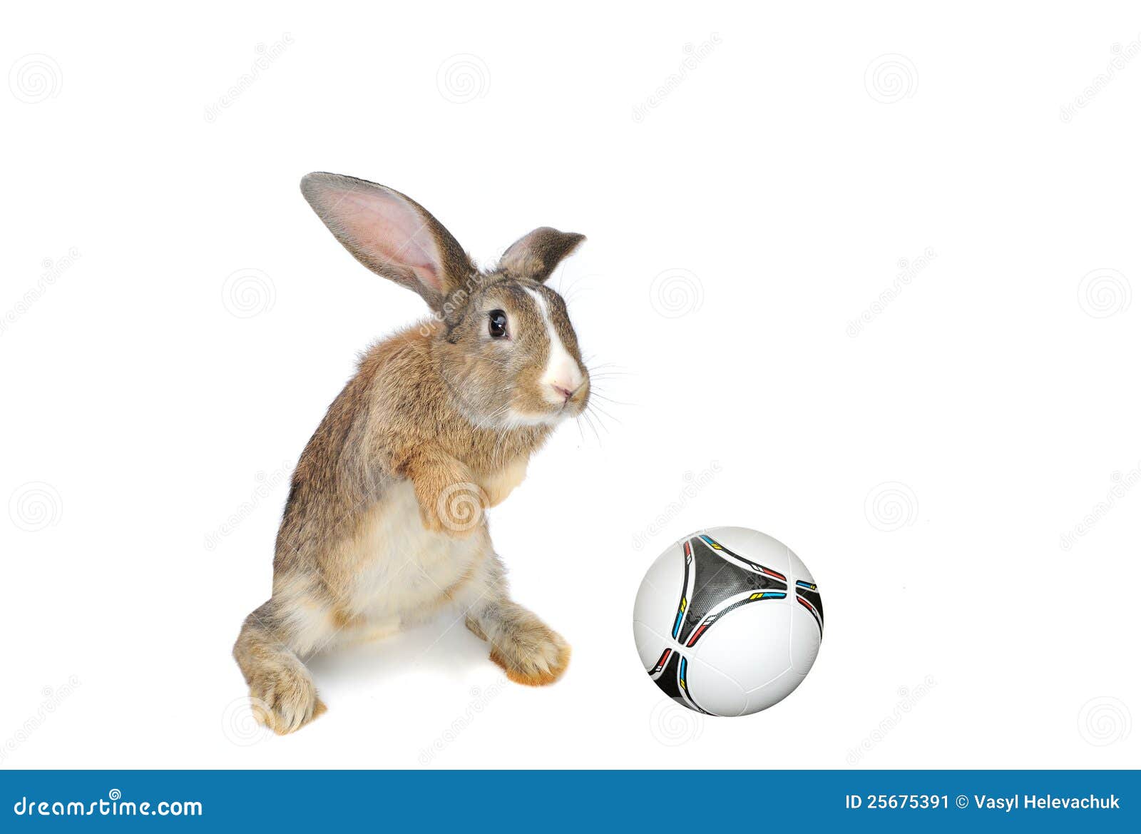 Rabbit, stock image. Image of play, rabbit, player, athlete - 25675391