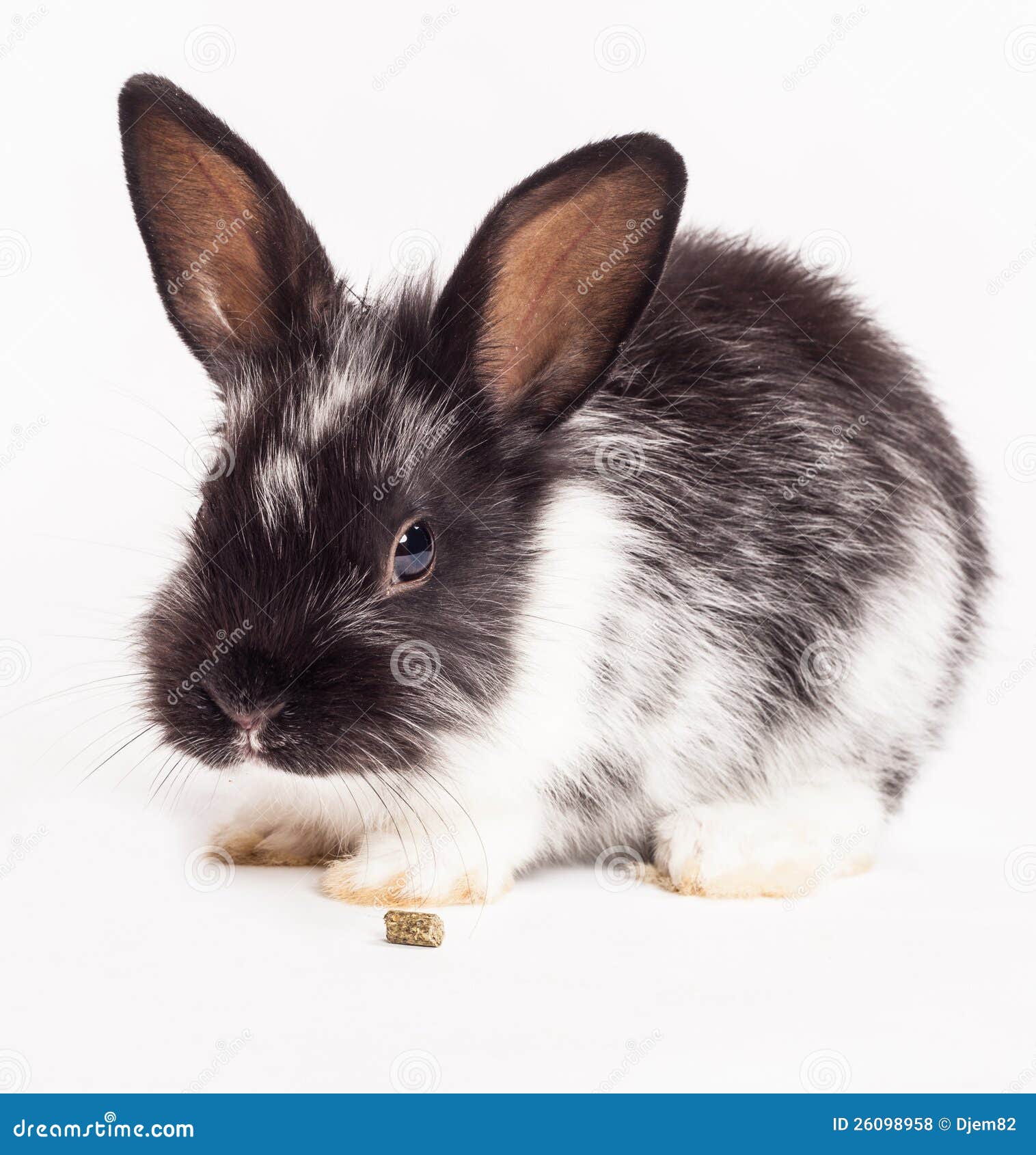 Rabbit stock photo. Image of adorable, hair, background - 26098958