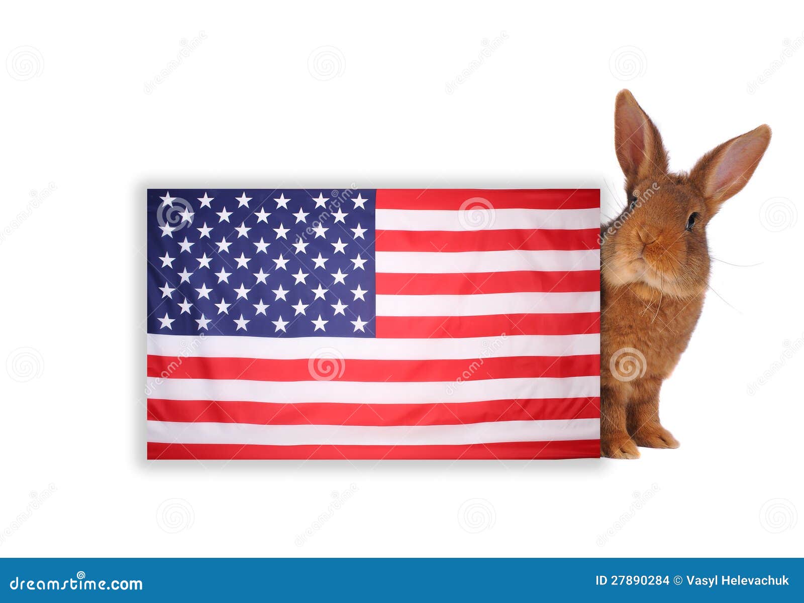 Rabbit stock photo. Image of democracy, american, national - 27890284