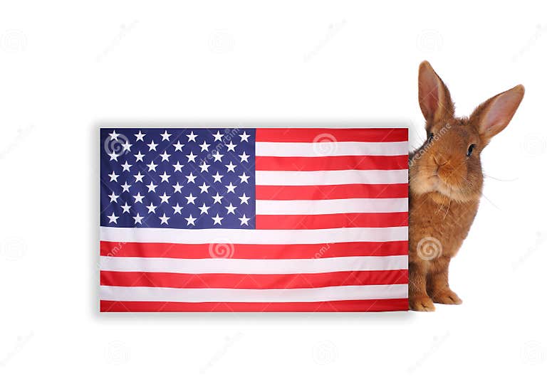 Rabbit stock photo. Image of democracy, american, national - 27890284