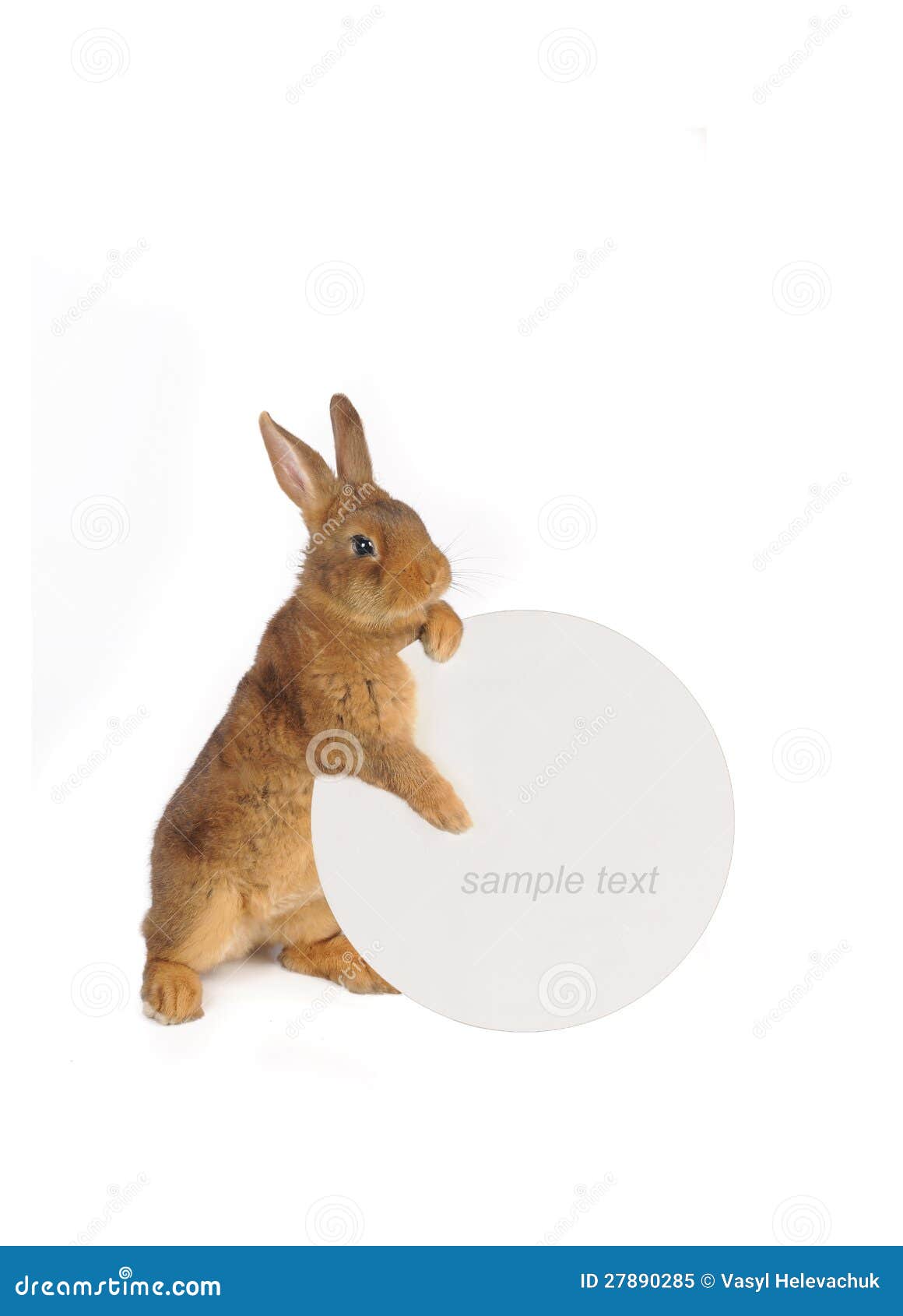1,230 Rabbit Circle Stock Photos - Free & Royalty-Free Stock Photos ...
