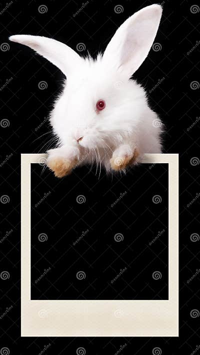Rabbit stock photo. Image of concept, grey, object, bunny - 28189462