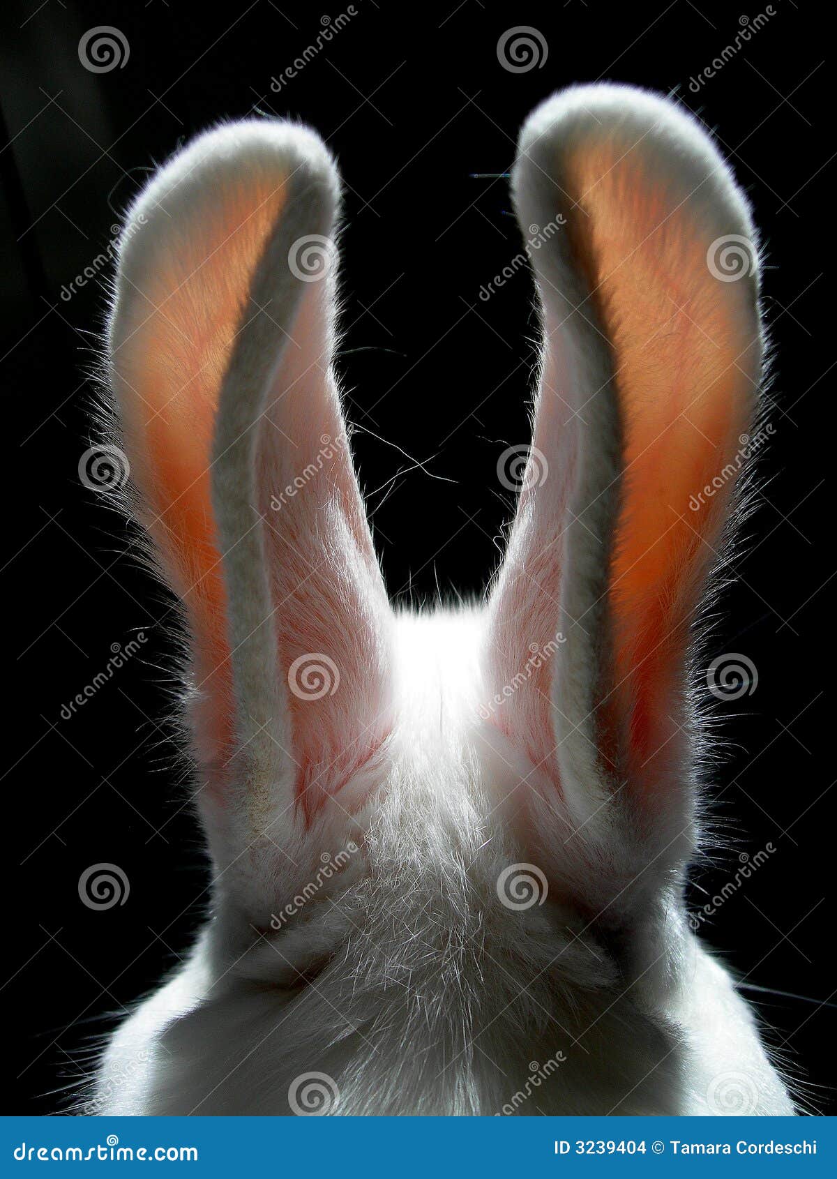 Rabbit stock photo. Image of cute, colored, hair, ears - 3239404