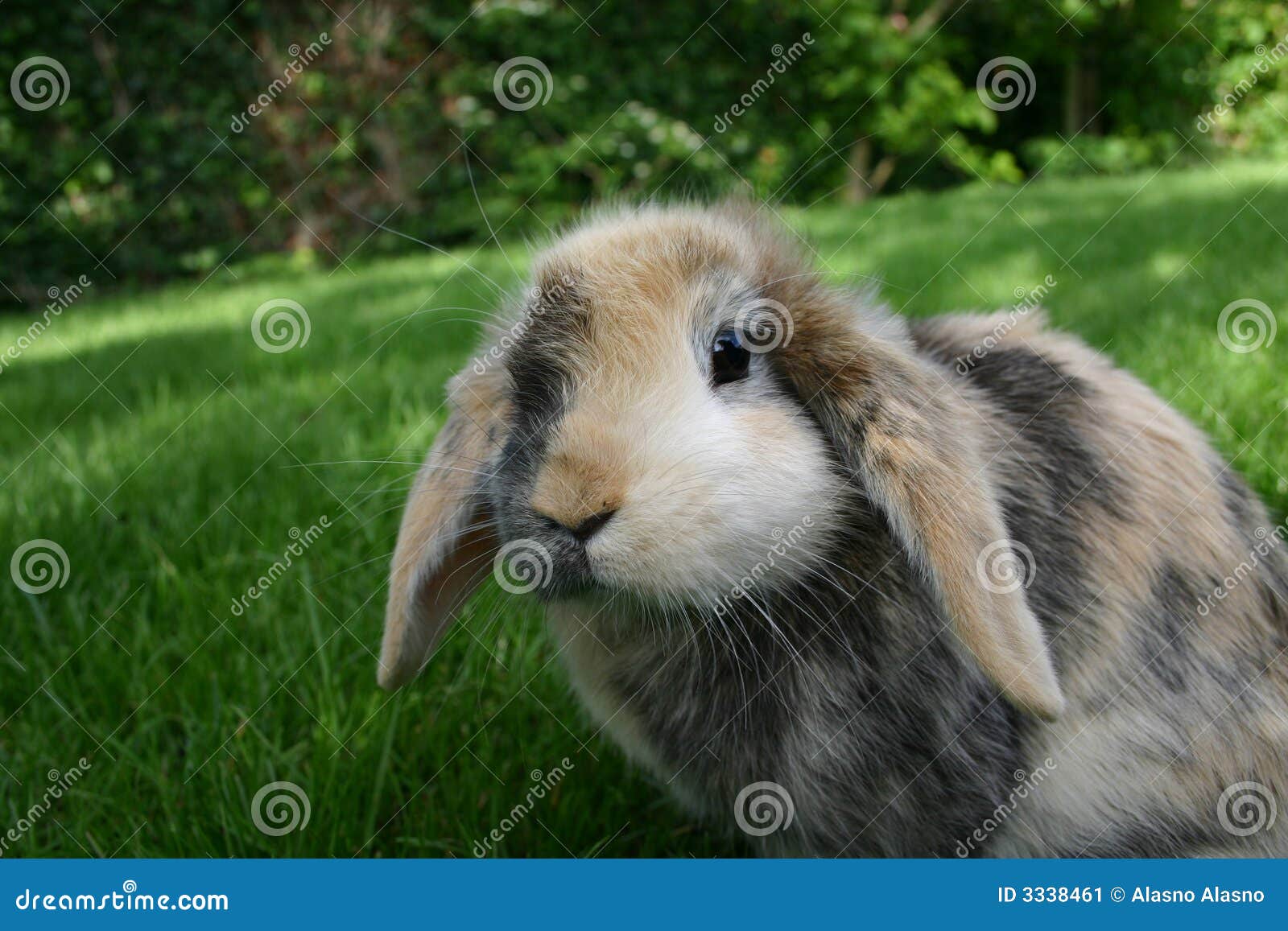 Rabbit stock image. Image of bunnies, abstract, ingram - 3338461