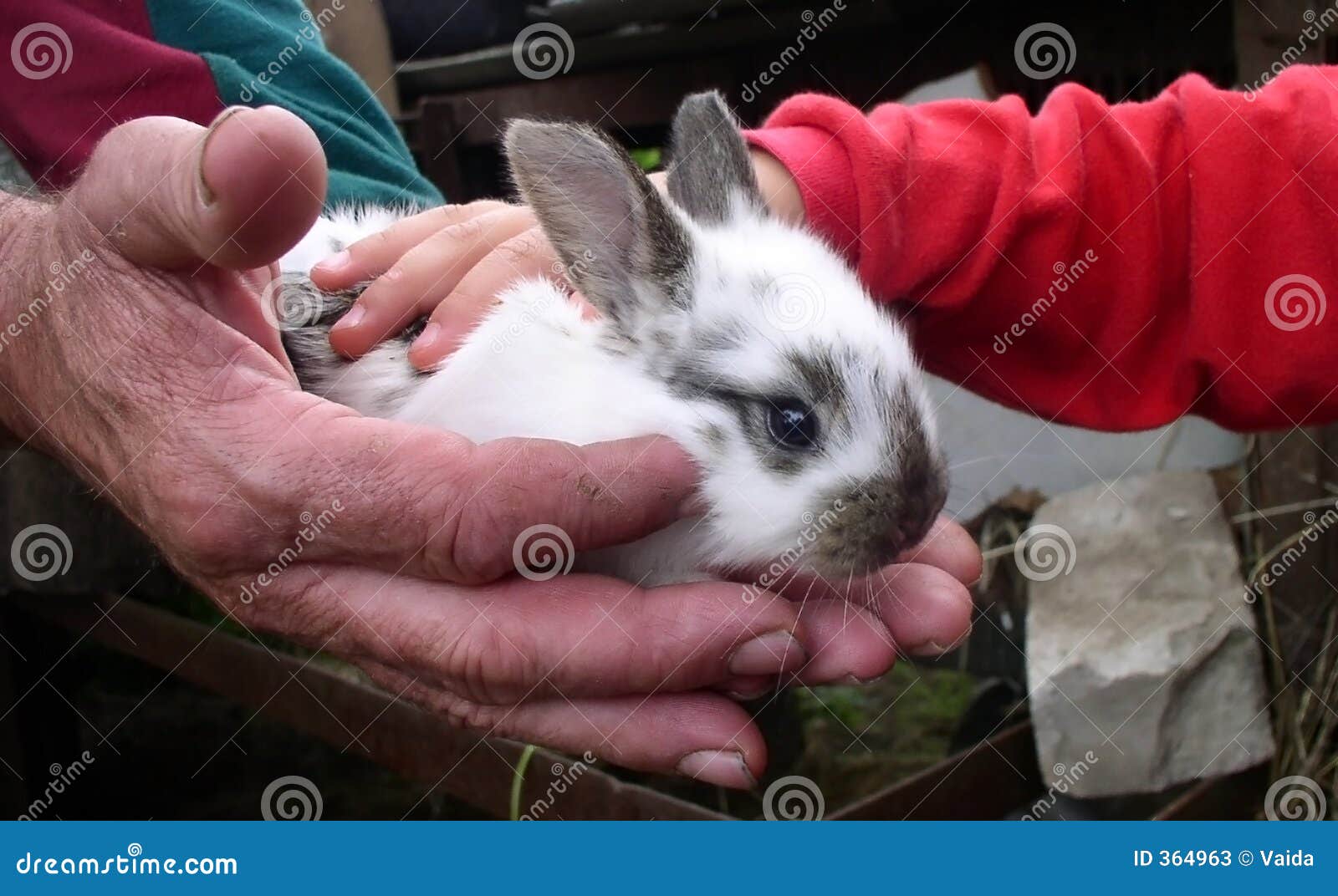 Rabbit stock image. Image of people, diverse, contrast - 364963