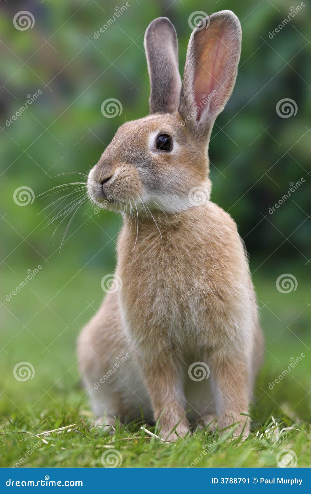 Rabbit stock image. Image of hearing, environment, gentle - 3788791