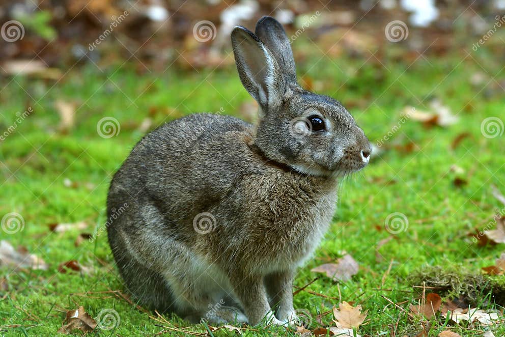 Rabbit stock image. Image of mammal, muzzle, bunny, park - 3841847