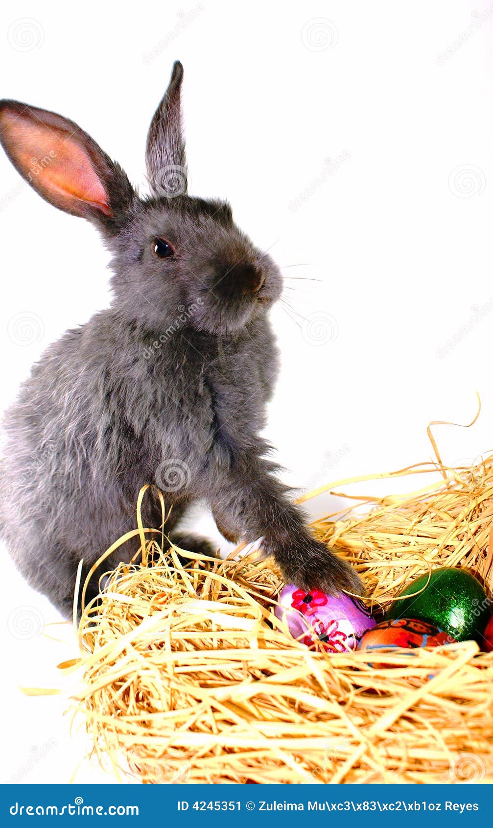 Rabbit stock image. Image of colour, fluffy, jack, nature - 4245351