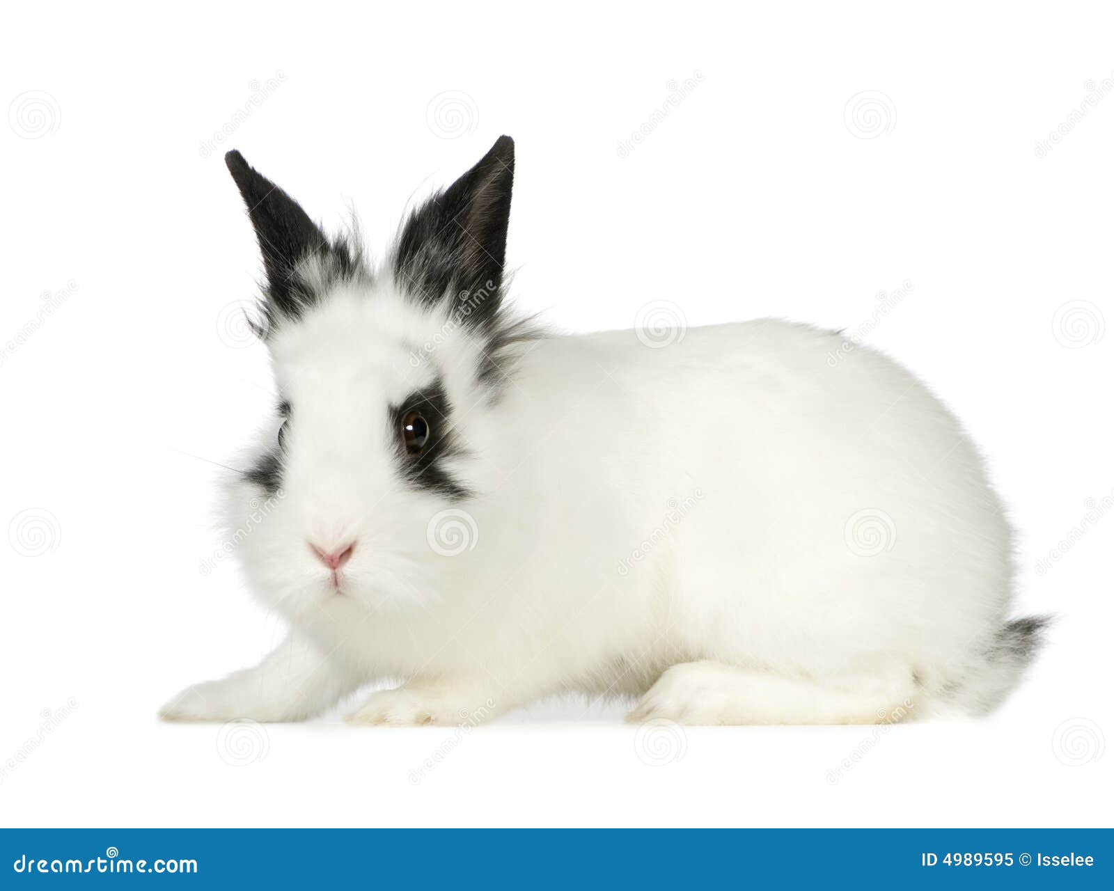 Rabbit stock image. Image of face, animal, white, bunny - 4989595