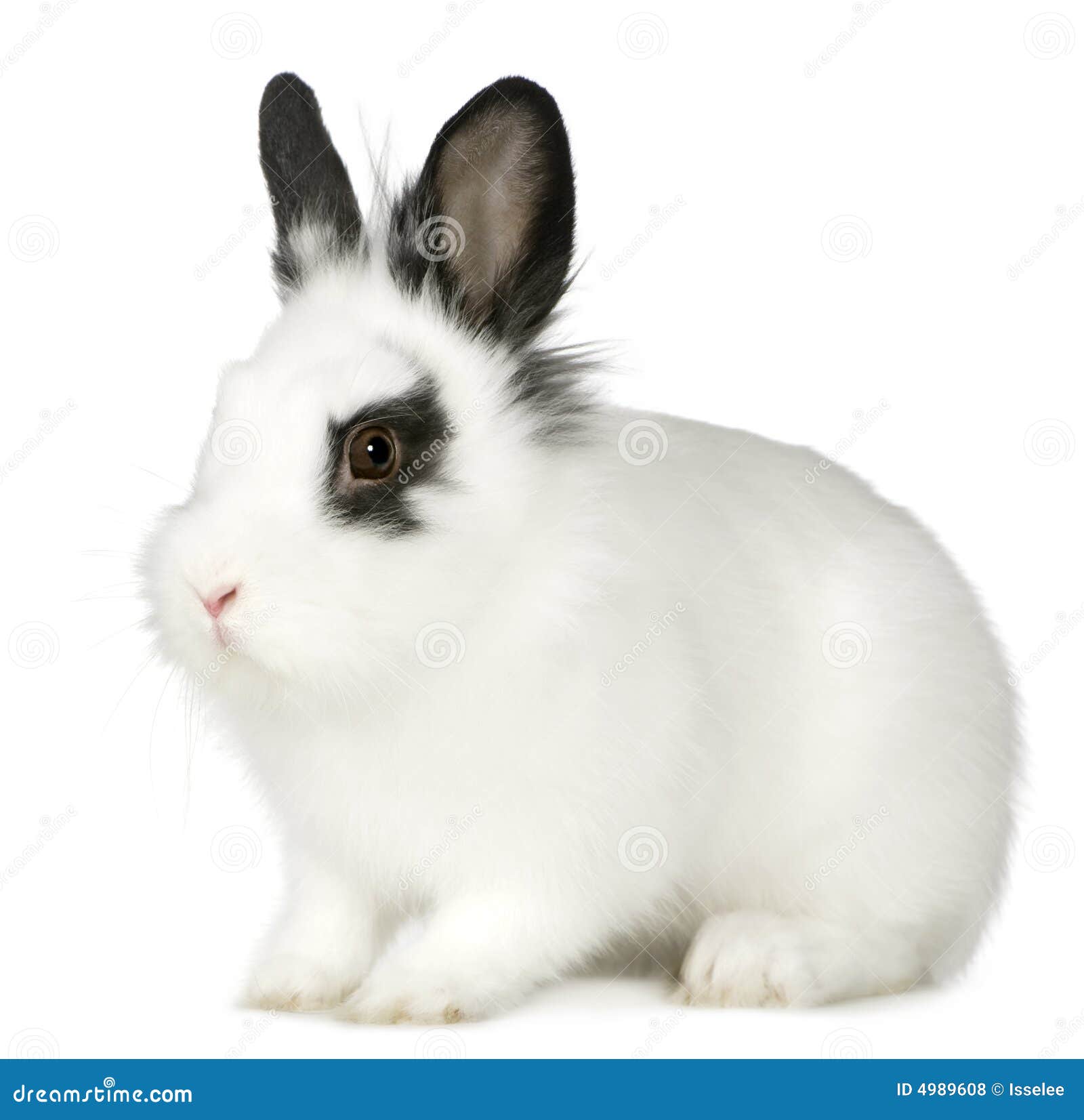 Rabbit stock photo. Image of soft, smooth, pretty, watching - 4989608