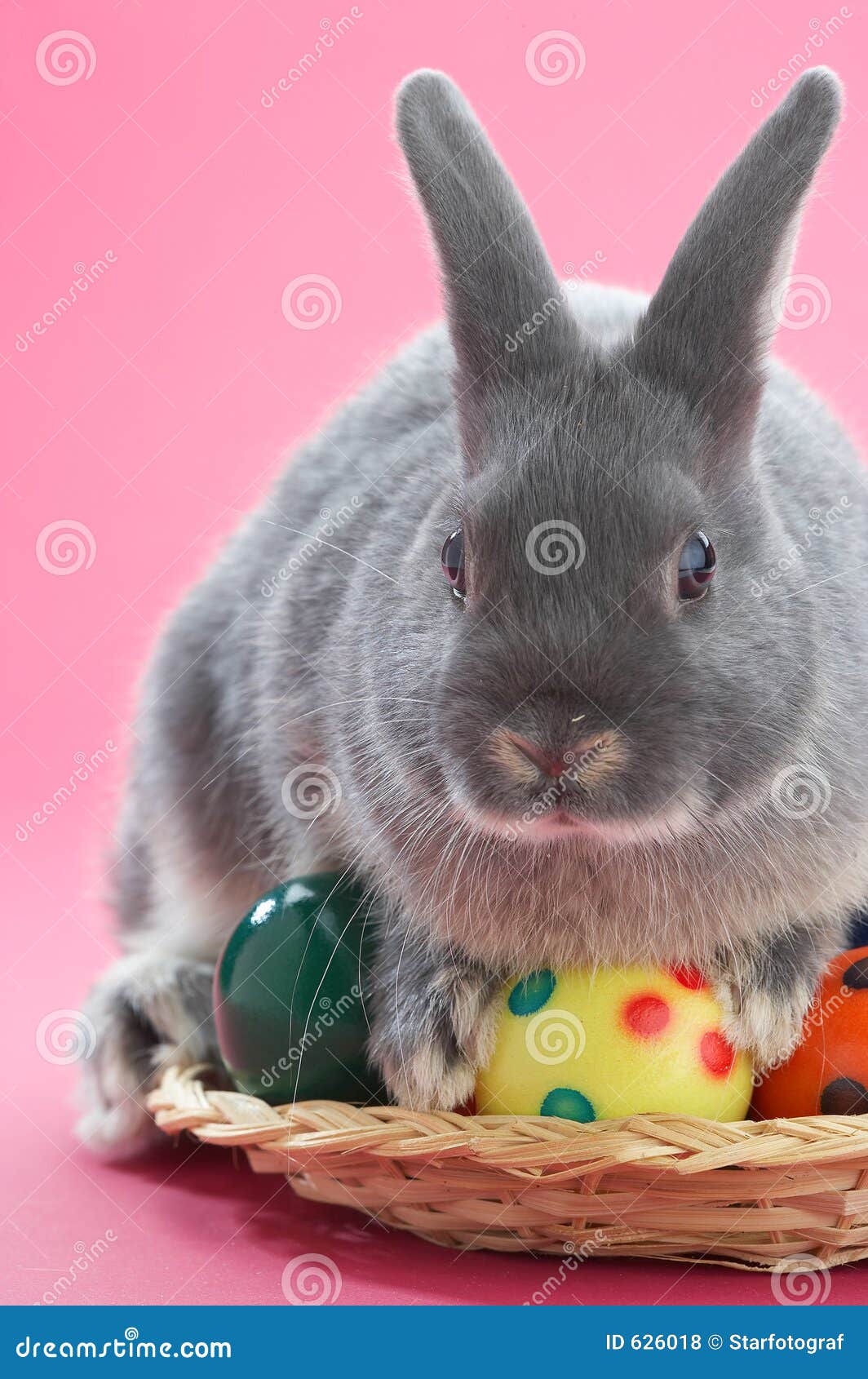 165 Happy Cony Photos - Free & Royalty-Free Stock Photos from Dreamstime
