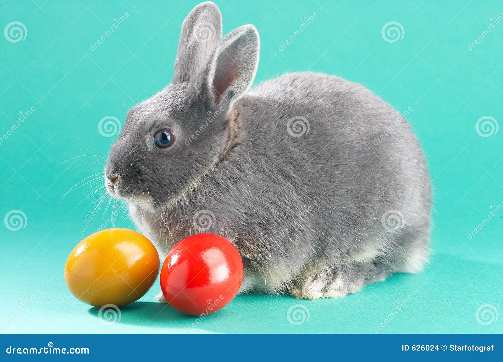 Rabbit stock photo. Image of hare, rodent, coney, coat - 626024