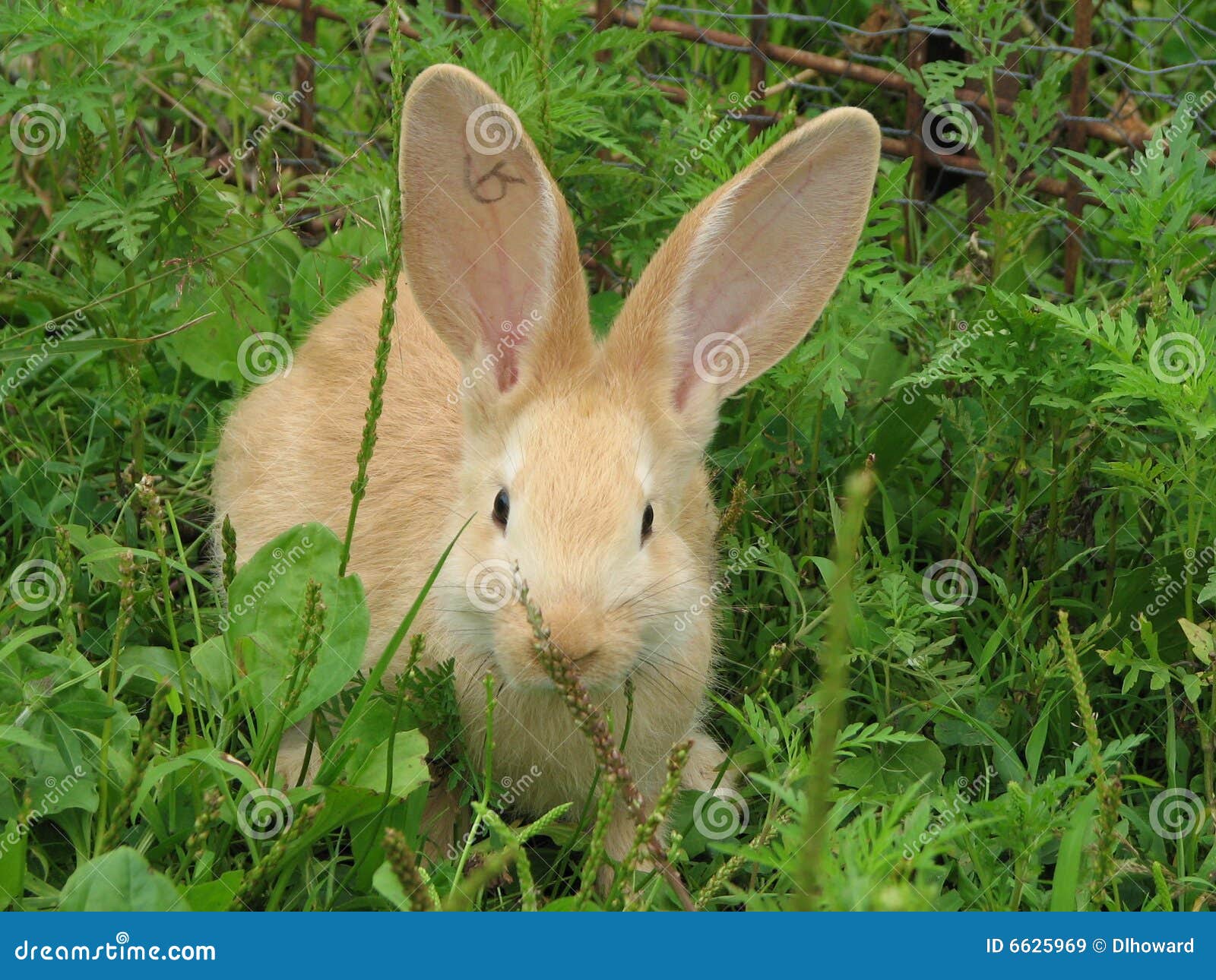 Young Flemish Giant Doe Stock Photos - Free & Royalty-Free Stock Photos ...