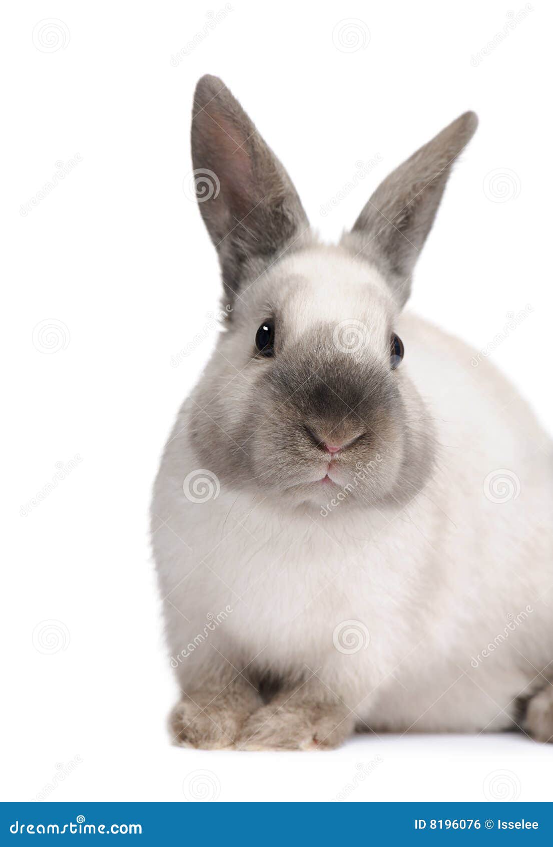 Rabbit stock photo. Image of hear, cute, staring, studio - 8196076