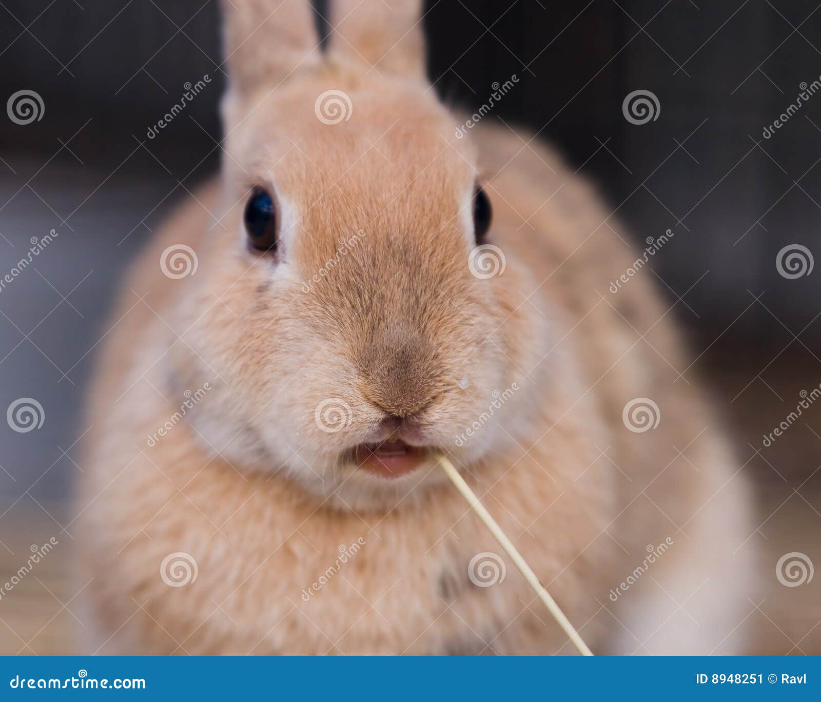 Rabbit stock image. Image of straw, eyes, rodent, pupil - 8948251