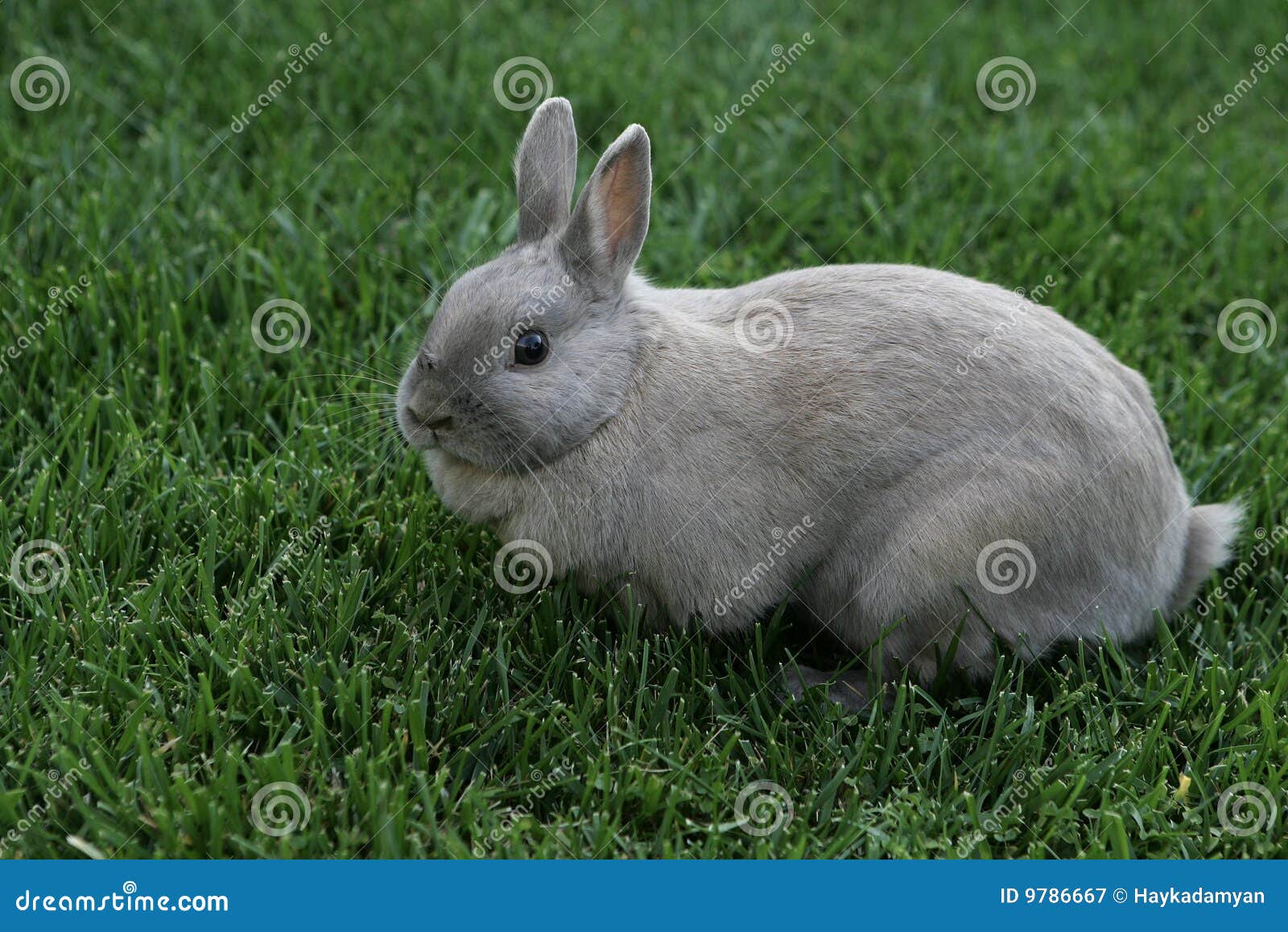 Rabbit stock image. Image of hare, ears, wildlife, close - 9786667