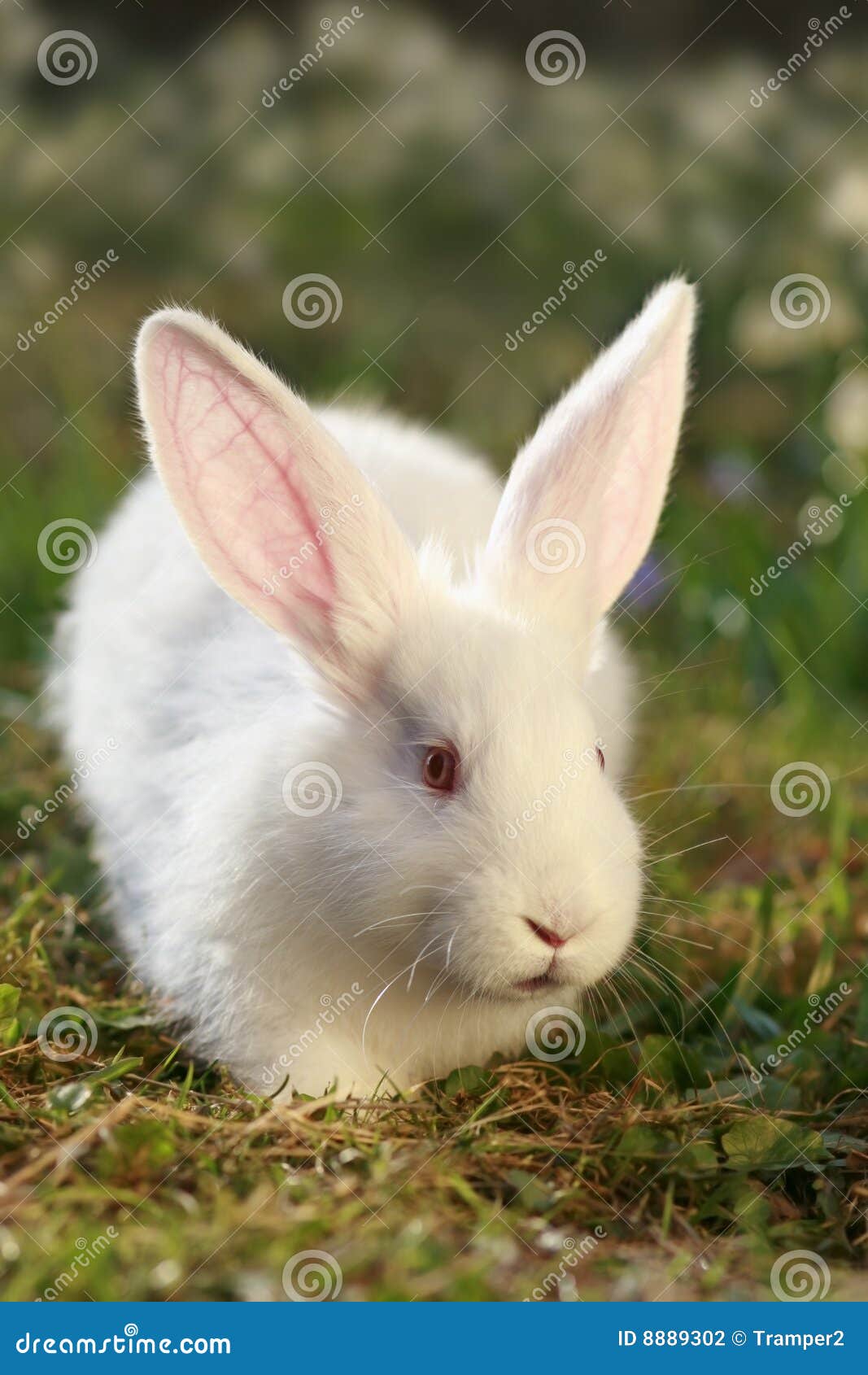 Rabbit albino stock photo. Image of cuddly, herbivorous - 8889302