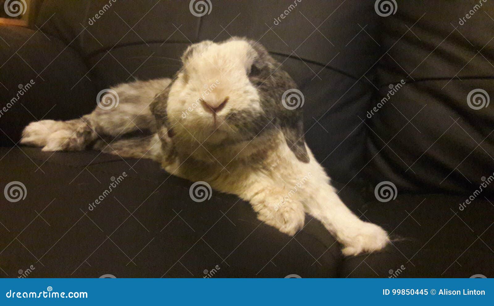 Rabbit all chilled out stock image. Image of sofa, rabbit - 99850445