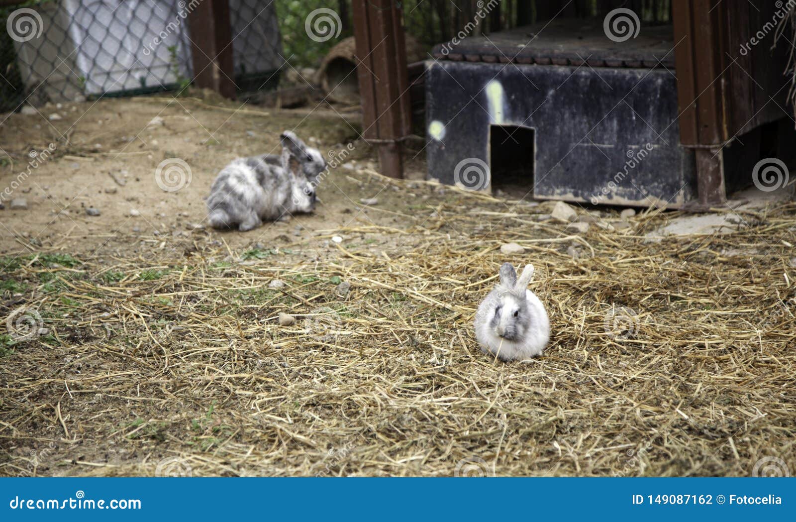 Rabbit angora farm stock photo. Image of meadow, decorative - 149087162