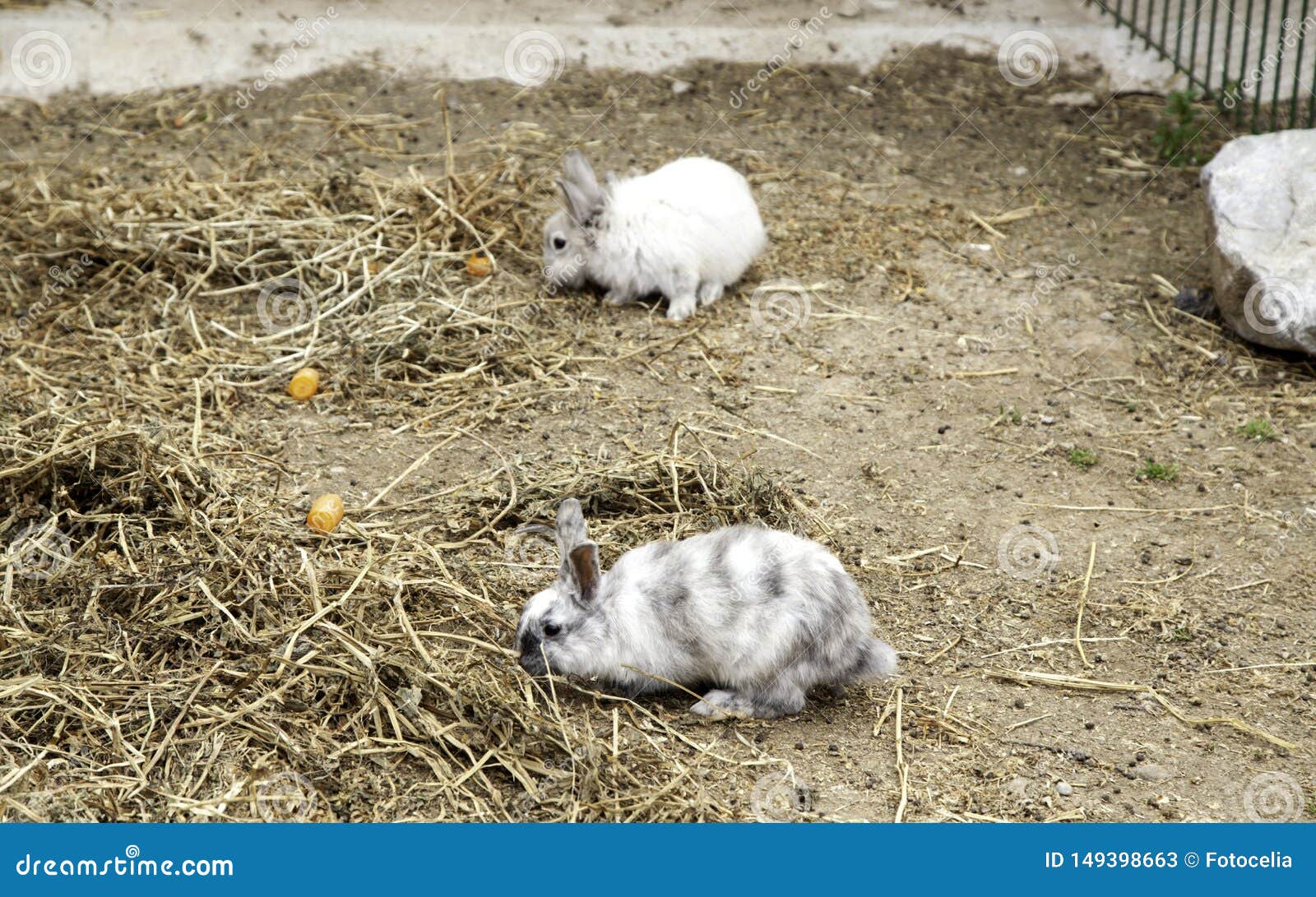 Rabbit angora farm stock image. Image of nature, breed - 149398663