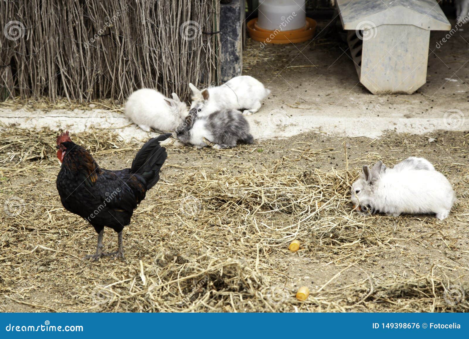 Rabbit angora farm stock photo. Image of animal, decorative - 149398676