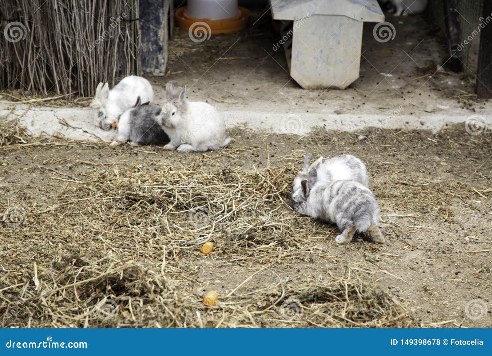 Rabbit angora farm stock photo. Image of beautiful, bunny - 149398678