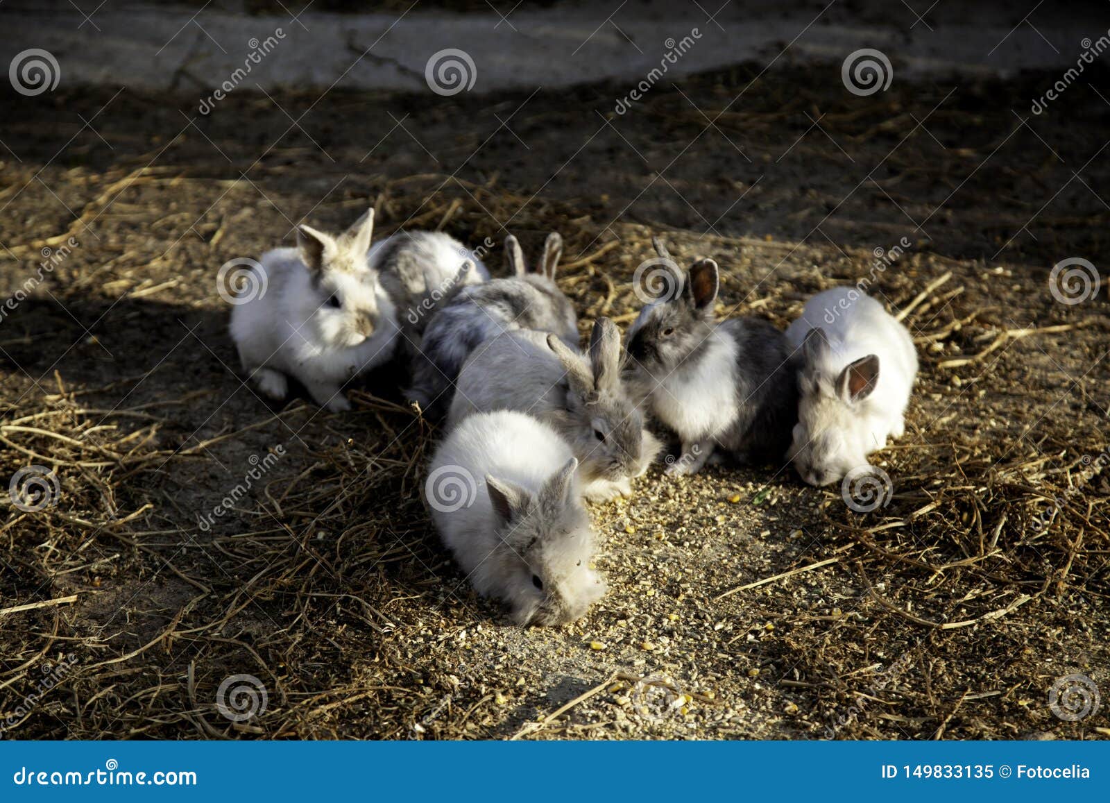 Rabbit angora farm stock image. Image of decorative - 149833135