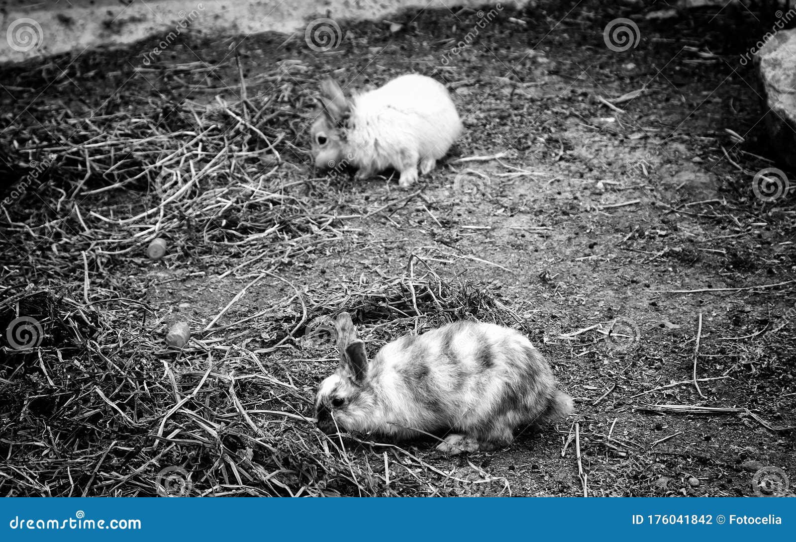 Rabbit angora farm stock photo. Image of furry, miniature - 176041842