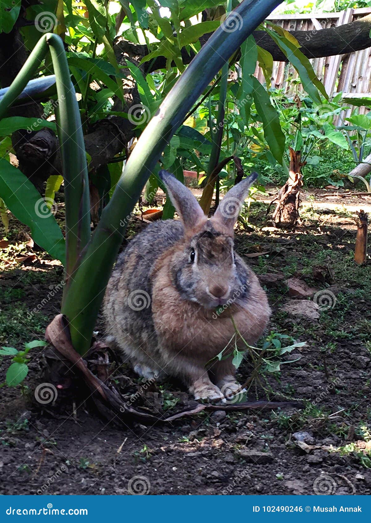 Rabbit,mammal,Doe stock photo. Image of animal, outside - 102490246