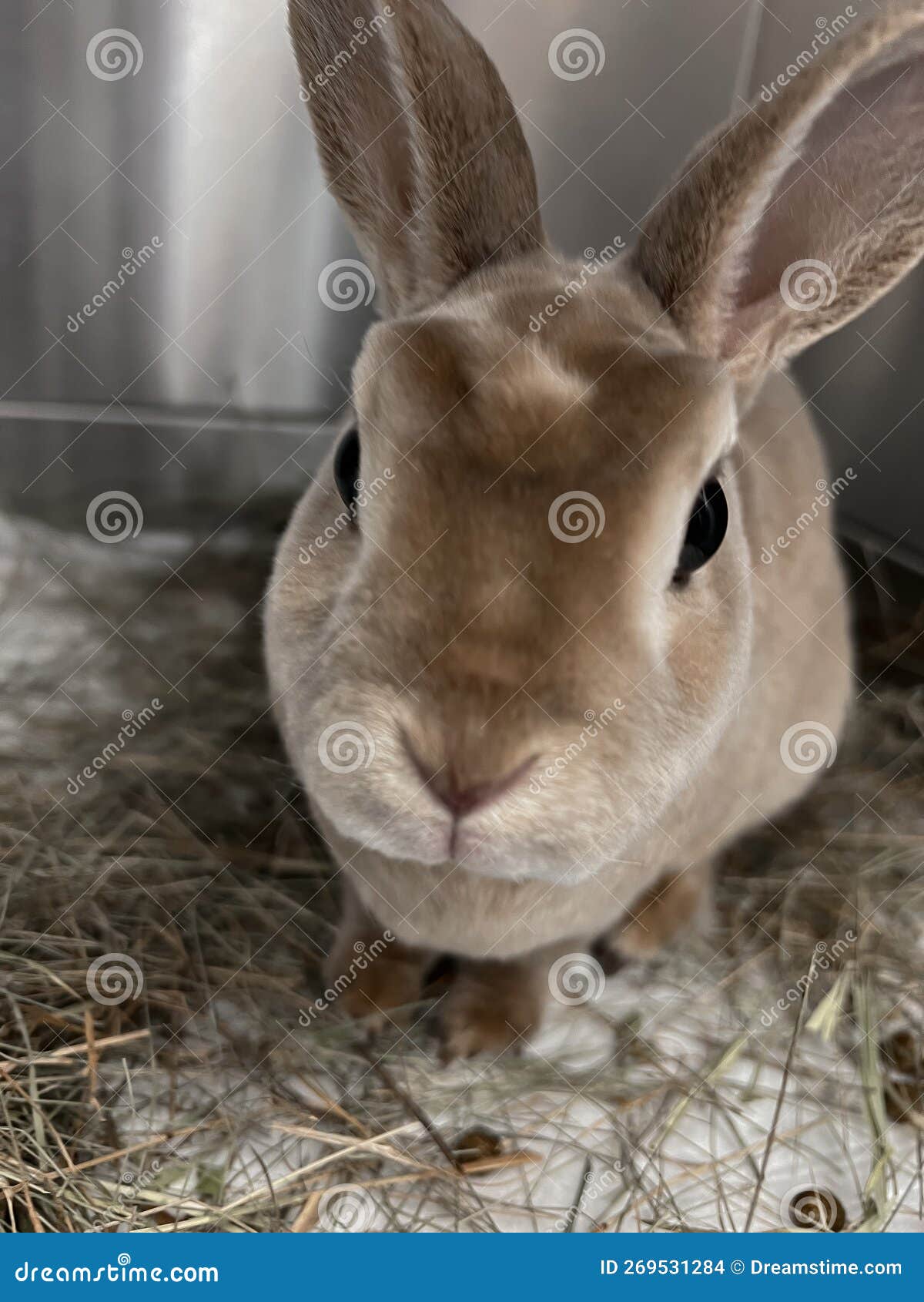 Rabbit stock photo. Image of animals, cute, honey, rabbit - 269531284