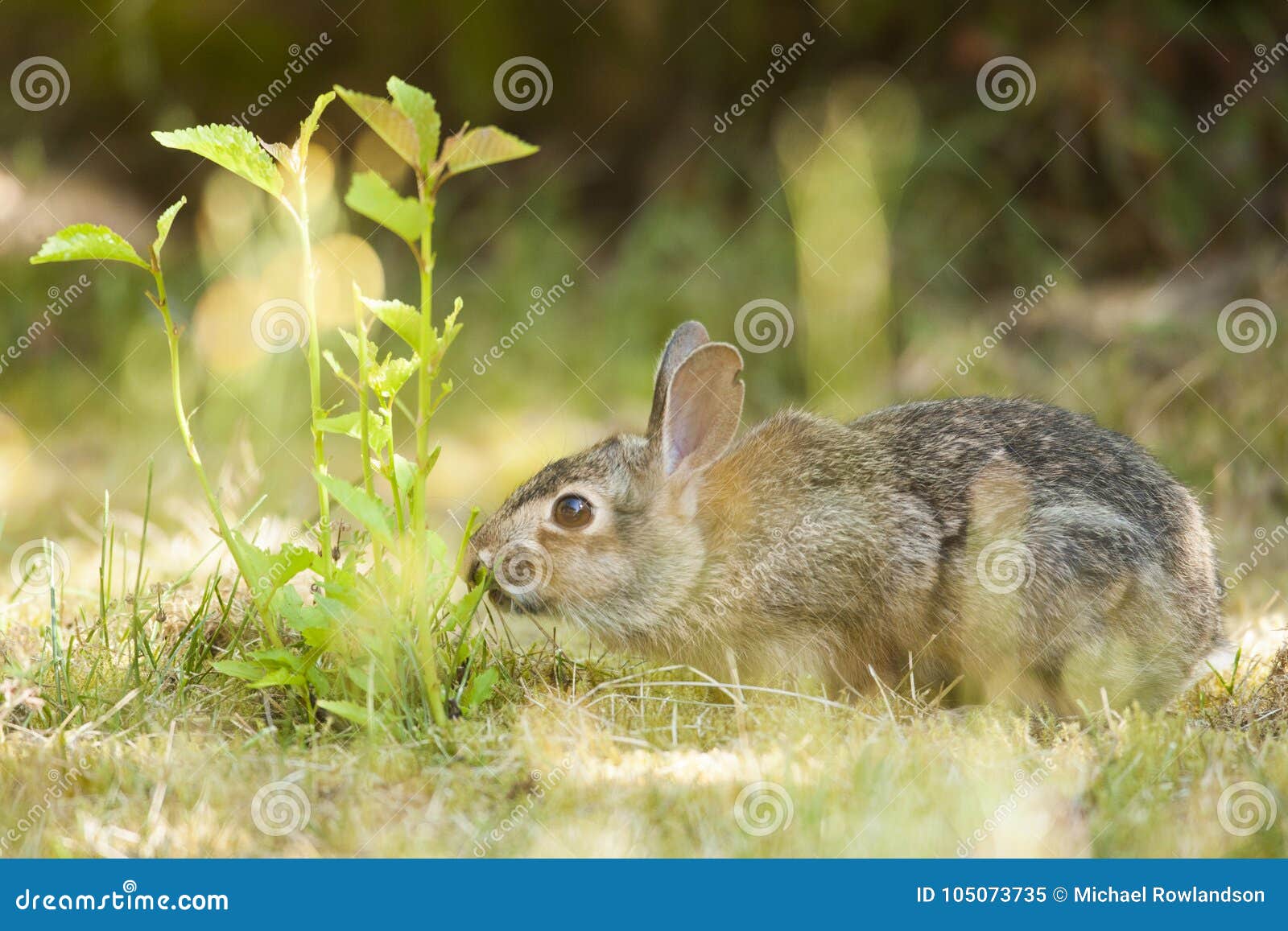 Cute Little Easter Bunny in Grass Stock Image - Image of farm, fluffy ...