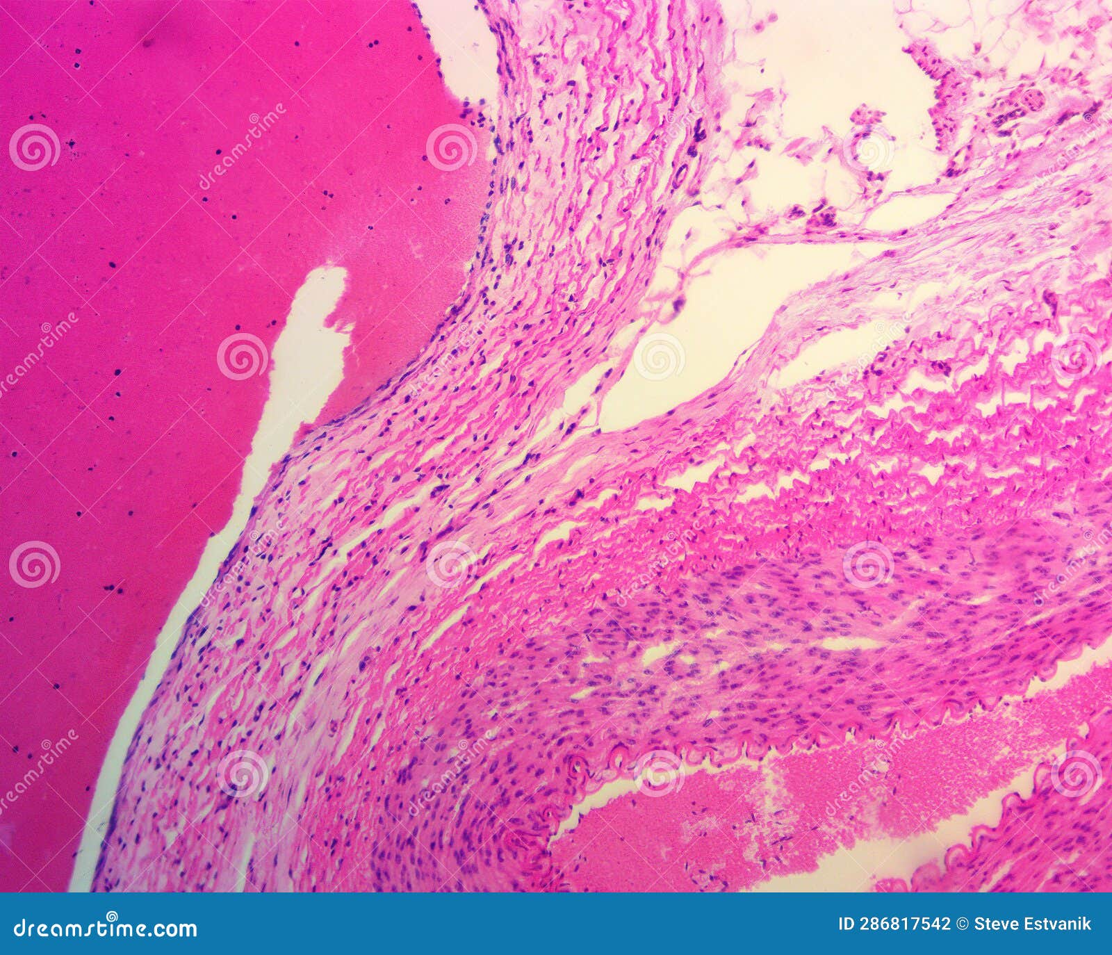 Rabbit Artery stock photo. Image of pattern, stain, cell - 286817542