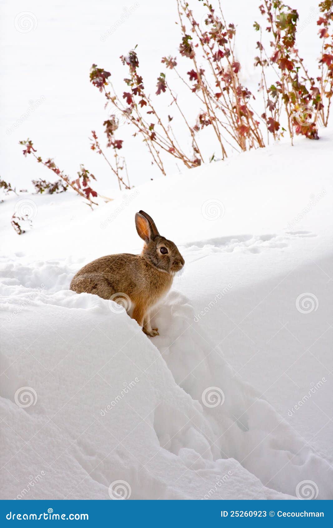Rabbit atop Snow Drift stock image. Image of winter, brown - 25260923