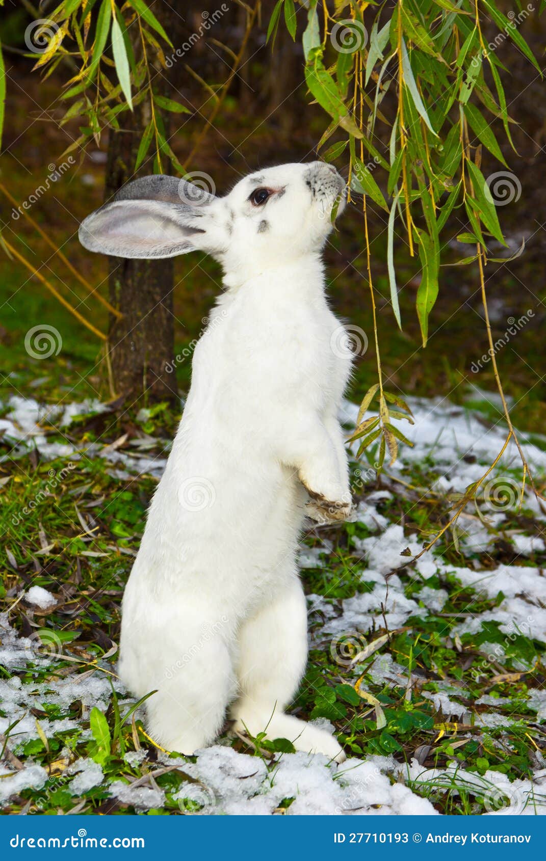 Rabbit in autumn stock image. Image of farm, mammal, fluffy - 27710193