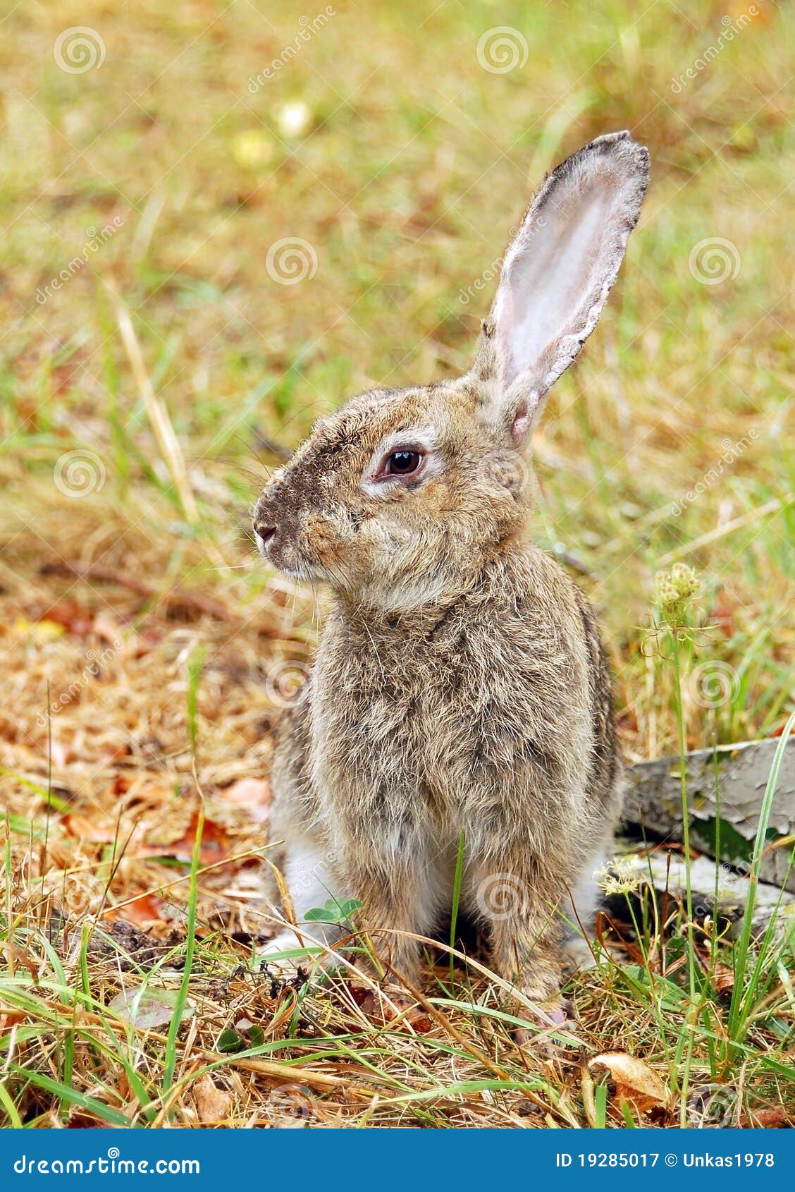 Rabbit at autumn grass stock image. Image of animal, beauty - 19285017