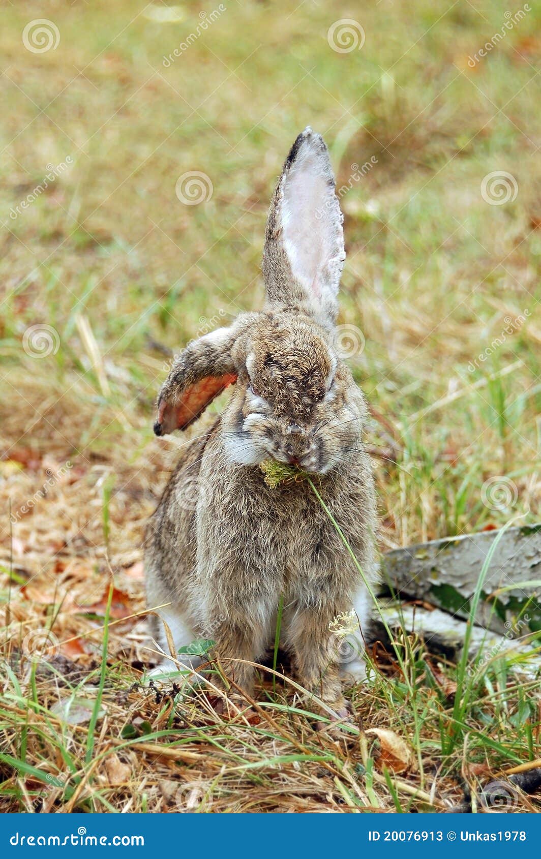 Rabbit at autumn grass stock image. Image of animal, grass - 20076913
