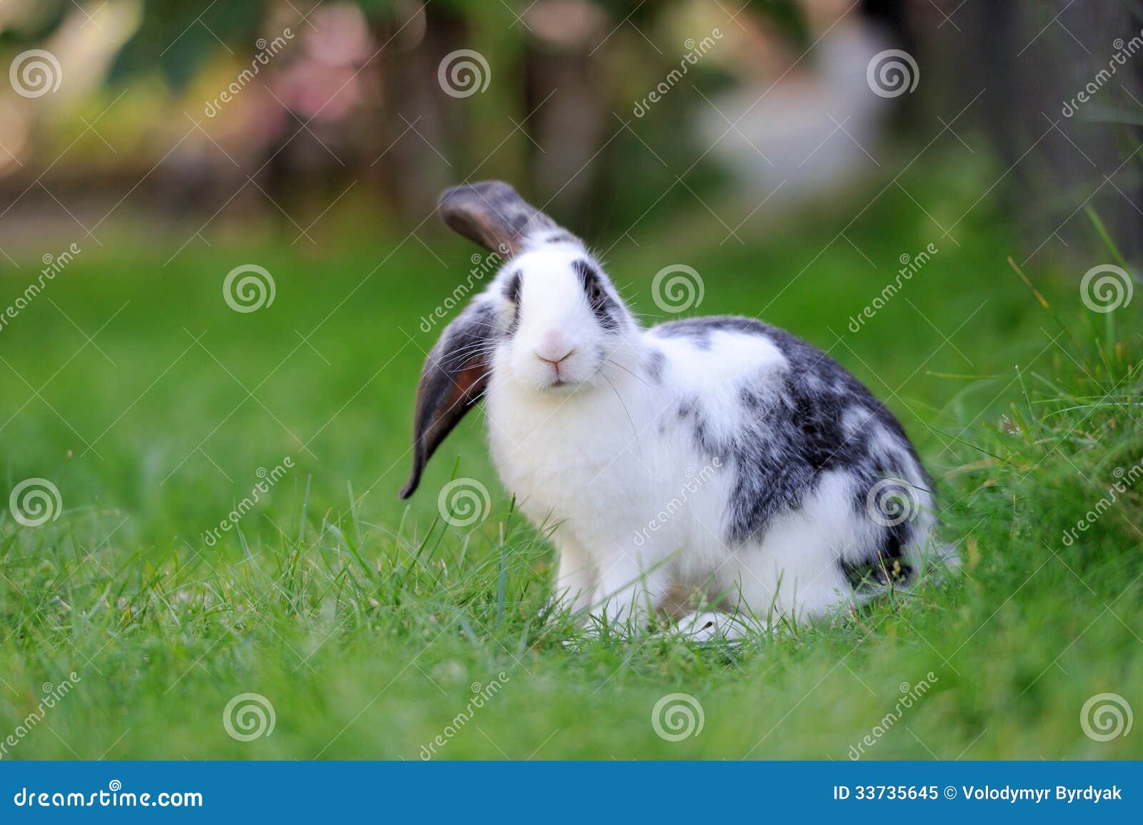 Rabbit stock image. Image of eyes, green, ears, fast - 33735645