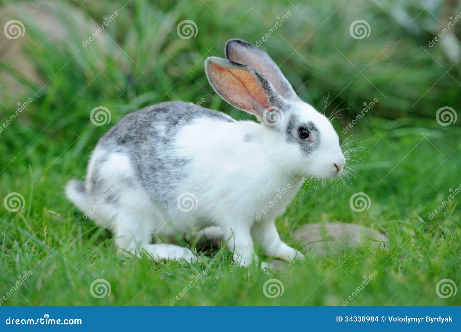 Rabbit stock photo. Image of fluffy, fauna, ears, gray - 34338984