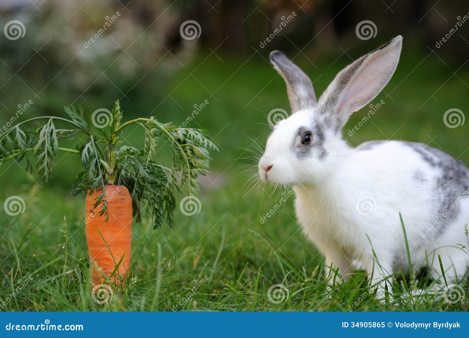 Rabbit stock image. Image of animals, rabbits, hare, farm - 34905865