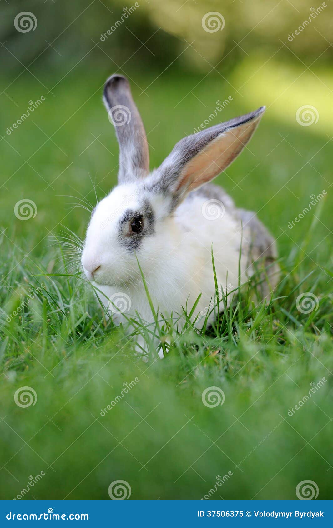Rabbit stock image. Image of bunny, brown, animal, background - 37506375